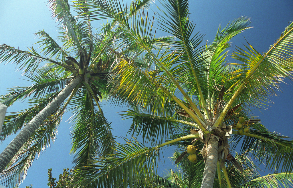coconut palm from Paget, Bermuda on January 28, 2001 at 07:18 AM by ...