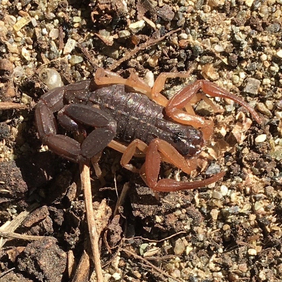 Slender Brown Scorpion from Calle Emiliano Zapata, Ciudad Victoria ...