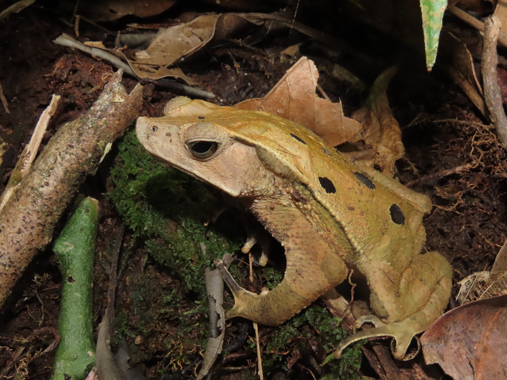 Sharp-nosed Toad from Villagarzón, Putumayo, Colombia on November 5 ...
