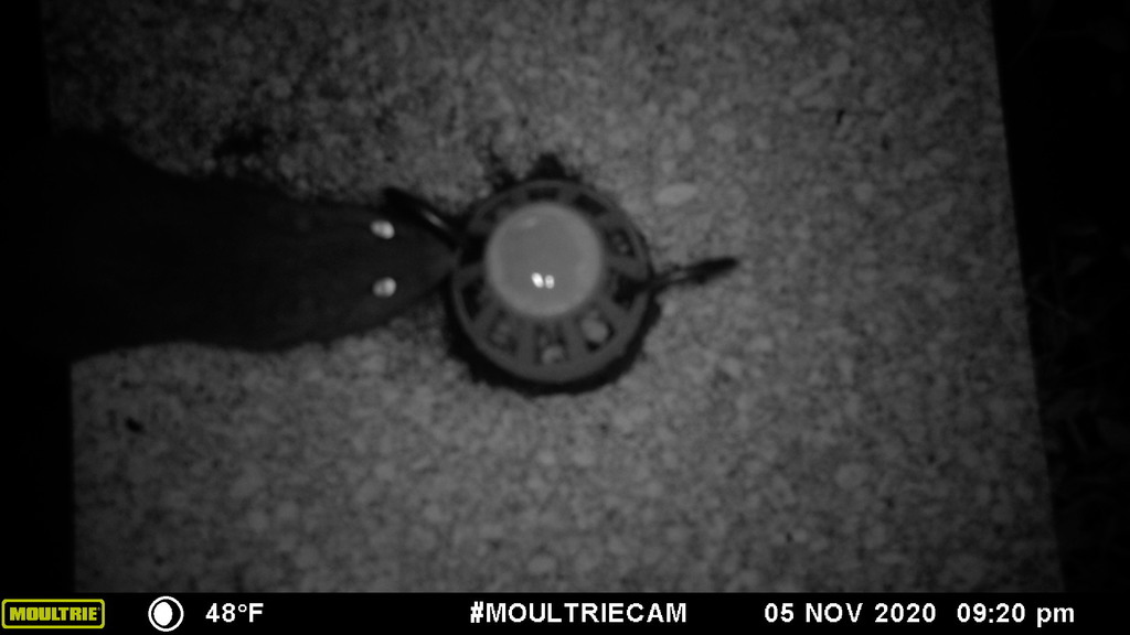 Australian Bush Rat from Boolijah NSW 2540, Australia on November 5 ...