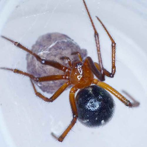 Ara a Casera Roja Nesticodes Rufipes Ara a Casera Roja Nesticodes Rufipes