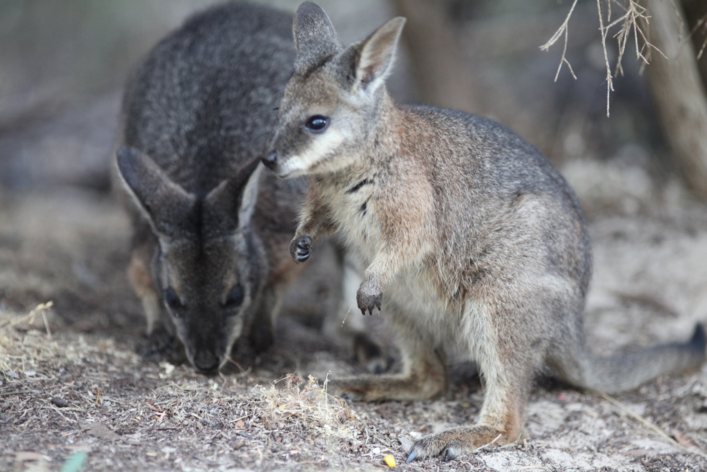 Tammar Wallaby (Notamacropus eugenii) - Know Your Mammals
