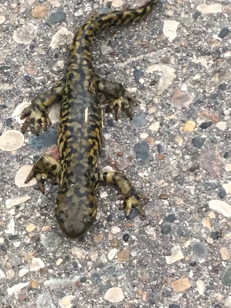 Gray Tiger Salamander from Countryside Dr, , MB, CA on September 19 ...