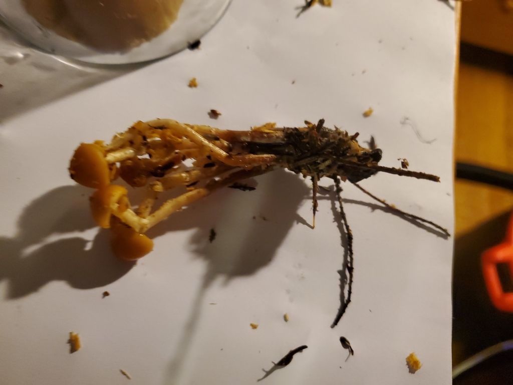 Psilocybe pelliculosa from Anmore, BC, Canada on November 26, 2020 at ...