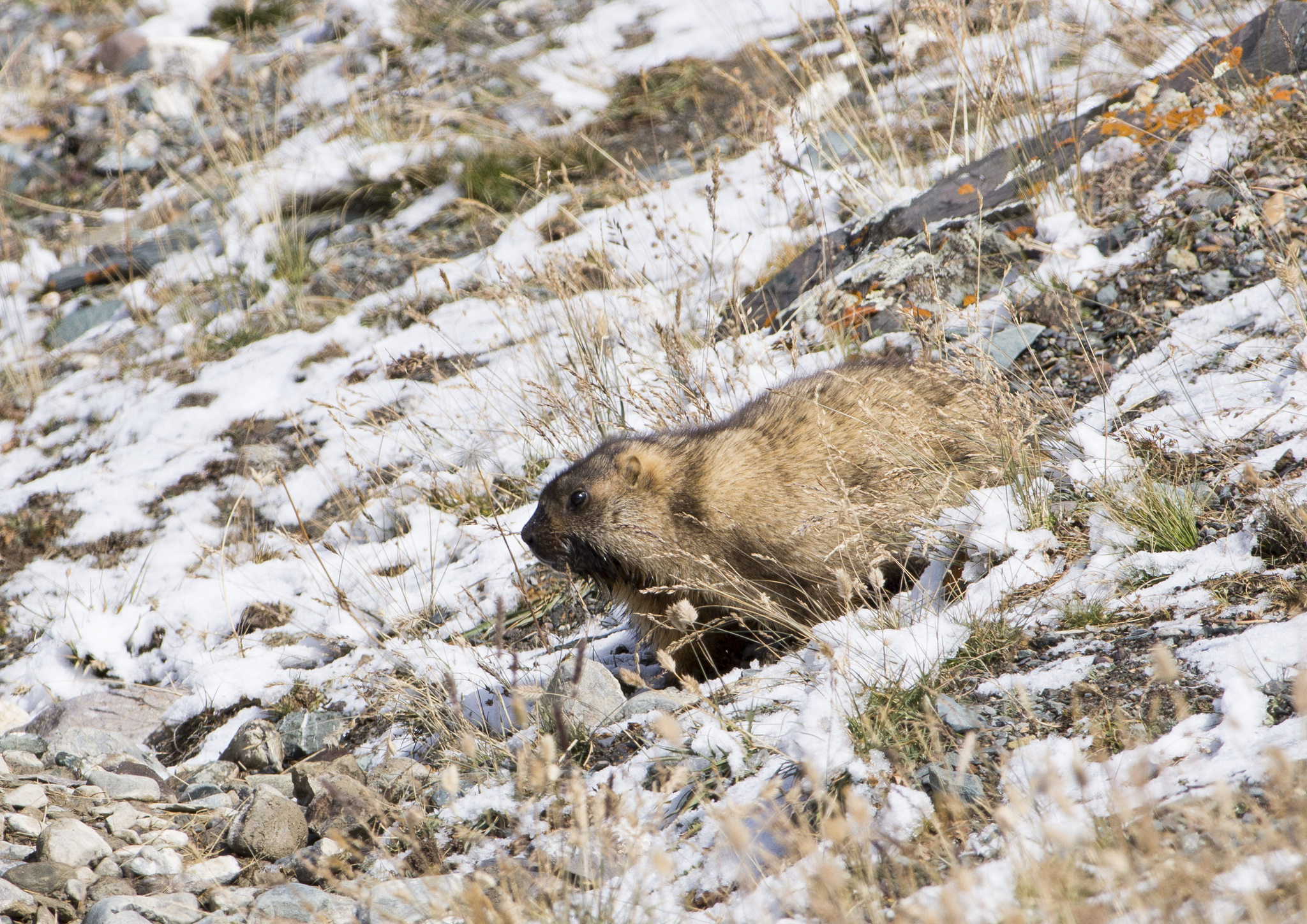 Marmota baibacina Kastschenko, 1899