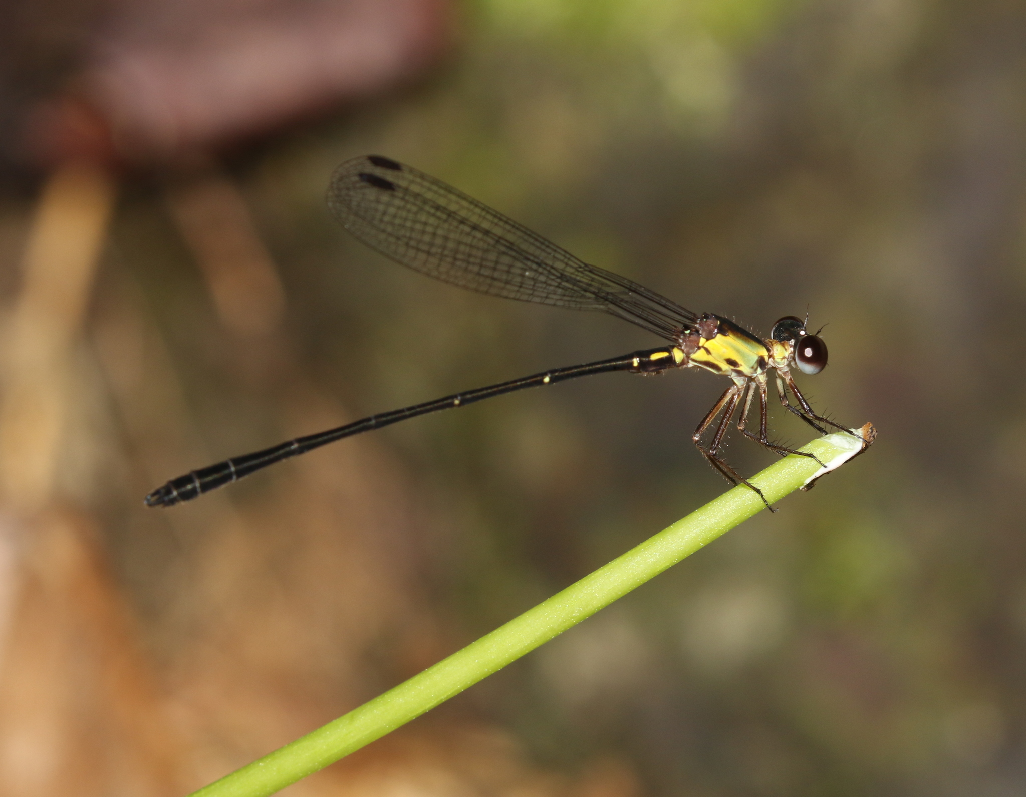 Lestoidea Tillyard, 1913