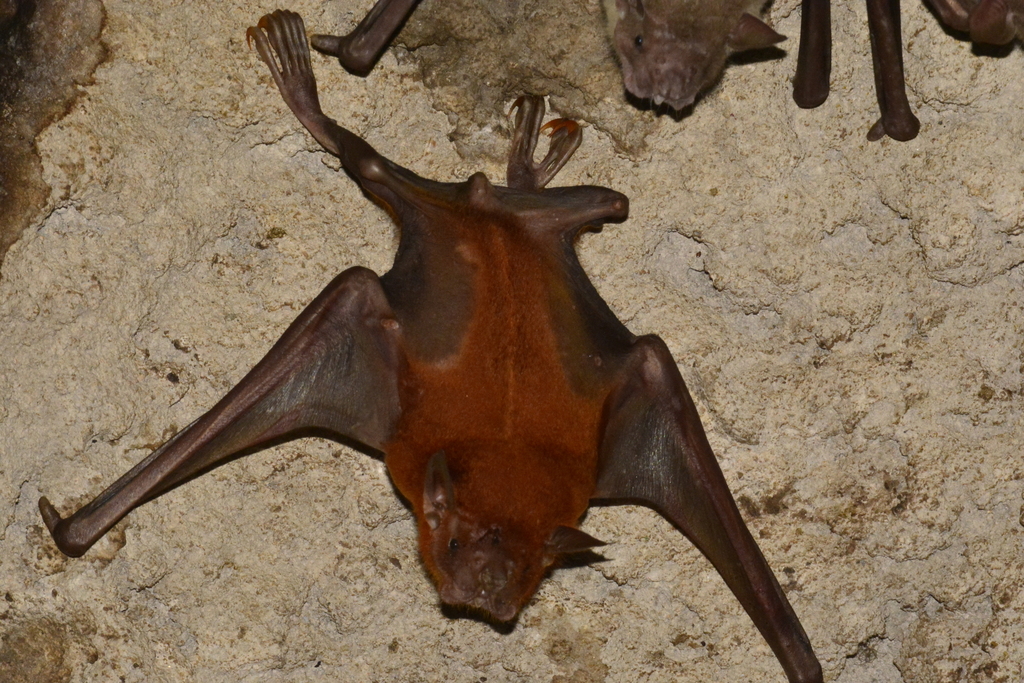Greater Bulldog Bat (Noctilio leporinus) - Know Your Mammals