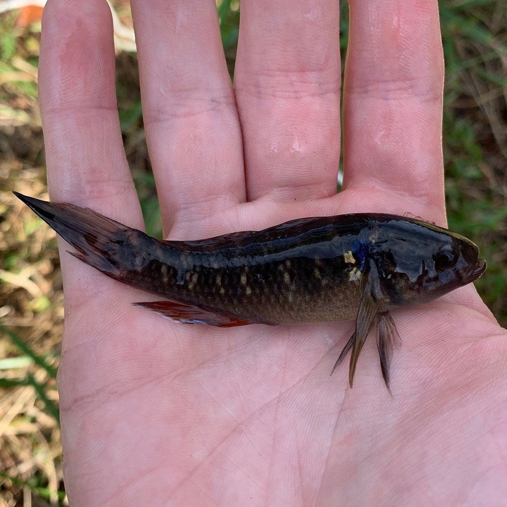 Fat Sleeper in November 2020 by Fletcher Stone · iNaturalist