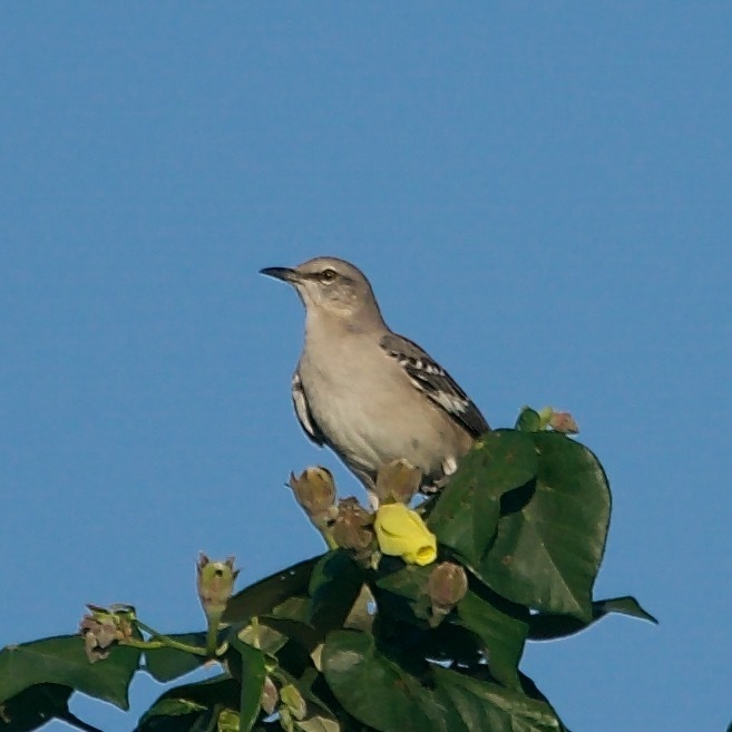 Western Mockingbird from La Paz, Baja California Sur, Mexico on November 17, 2020 at 08:42 AM by ...