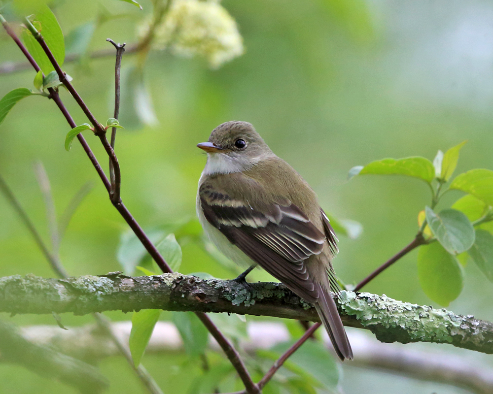 Alder Flycatcher from Bolton Flats WMA, MA, USA on May 29, 2019 at 11: ...