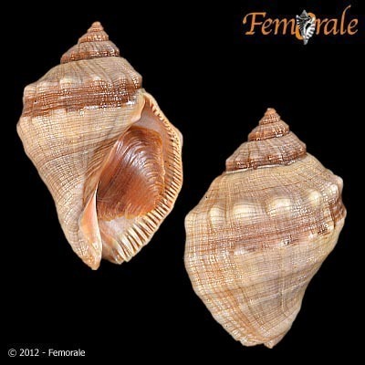 Red-mouthed Rocksnail (MatBio: MOLLUSKS - Matanzas Biodiversity ...