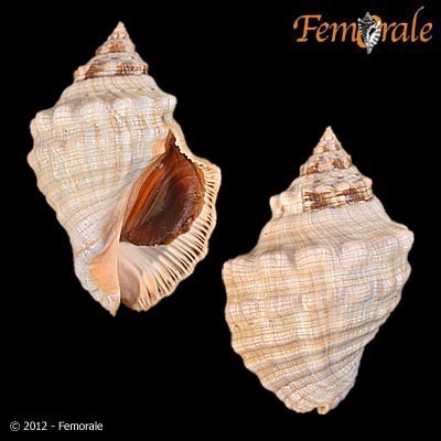 Red-mouthed Rocksnail (MatBio: MOLLUSKS - Matanzas Biodiversity ...