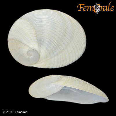 White Baby Ear (MatBio: MOLLUSKS - Matanzas Biodiversity) · iNaturalist