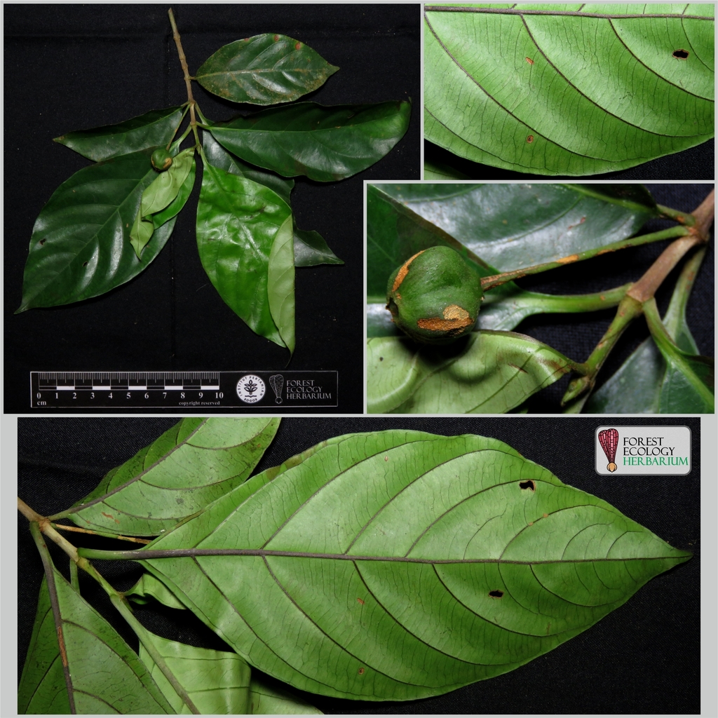 Timonius flavescens in June 2020 by Zakaria Al Anshori · iNaturalist