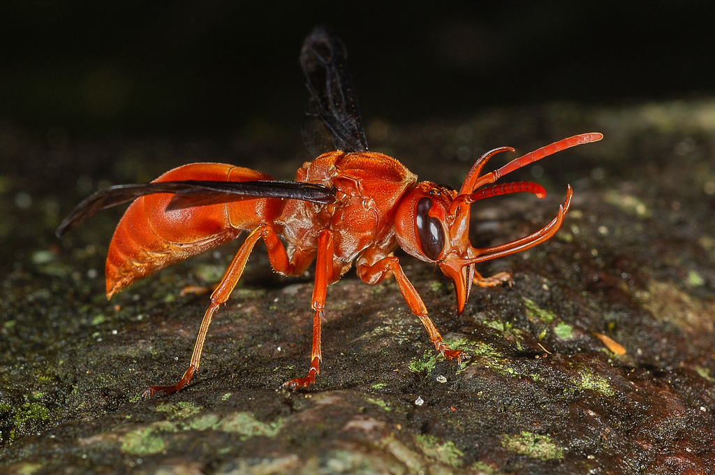 Synagris fulva from Kilombero, Tanzania on August 31, 2006 at 02:38 PM ...