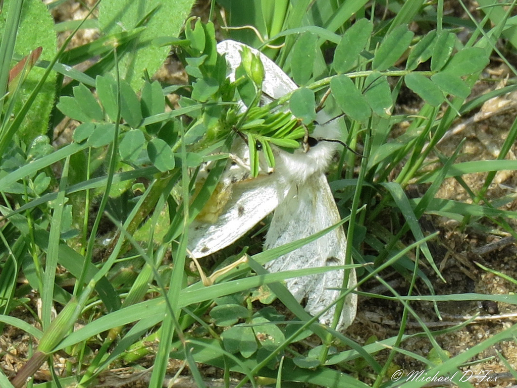 Virginian Tiger Moth from 201 E Jones St, Lewisville, TX 75057, United ...