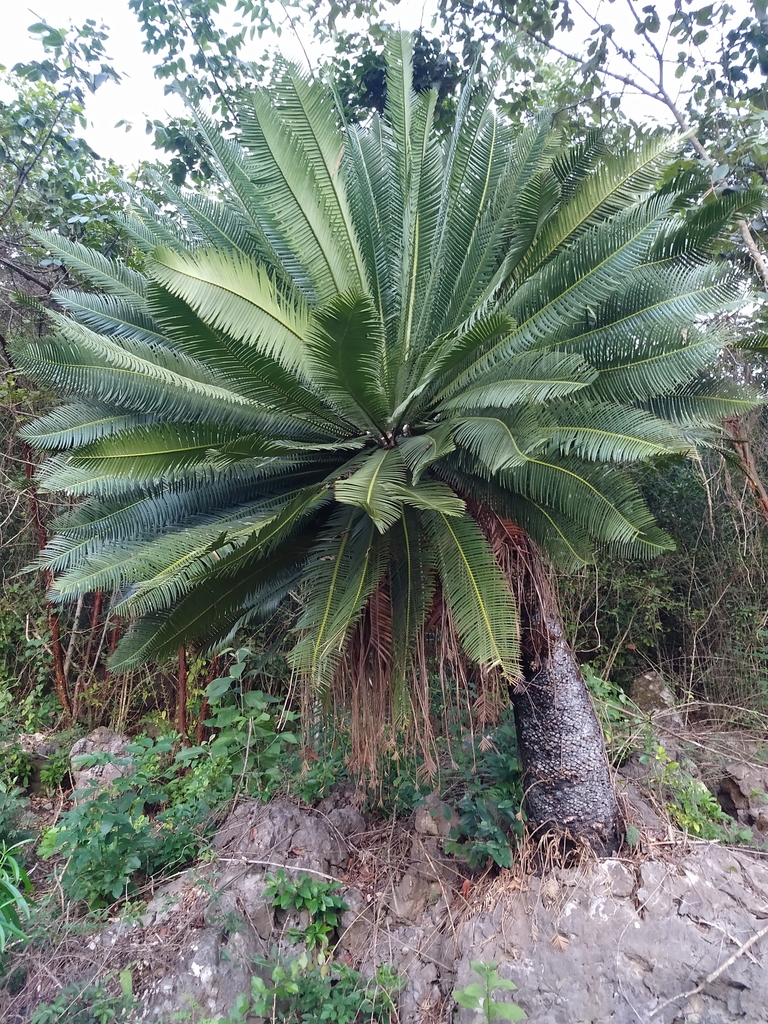 Chestnut Dioon in November 2020 by Salvador Luna Vargas · iNaturalist