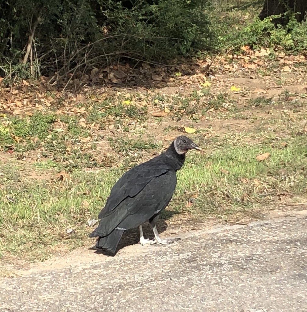 Black Vulture from Shoreline Dr, Fort Worth, TX, US on November 27 ...