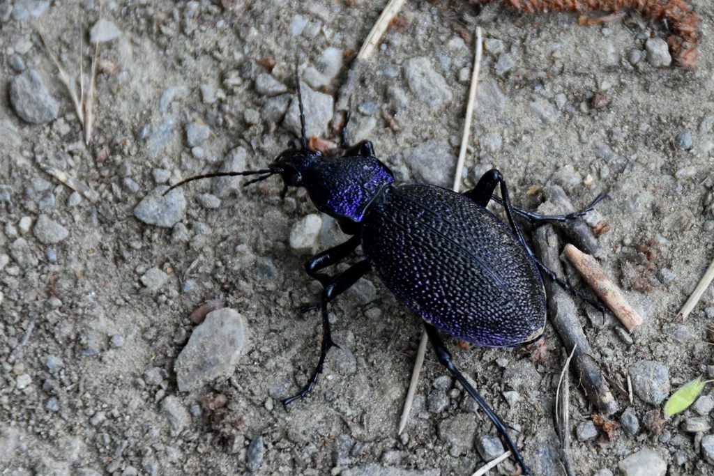 Carabus scabrosus from 4251 Batschkowo, Bulgaria on June 06, 2018 at 07 ...