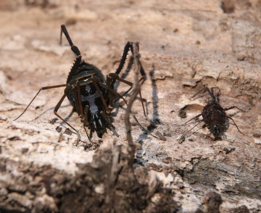 Sadocus asperatus from Cautín, CL-AR, CL on November 27, 2020 at 04:56 ...