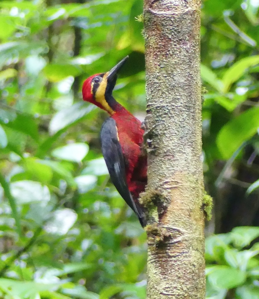 Crimson-bellied Woodpecker in November 2016 by alcedo77. Crimson ...