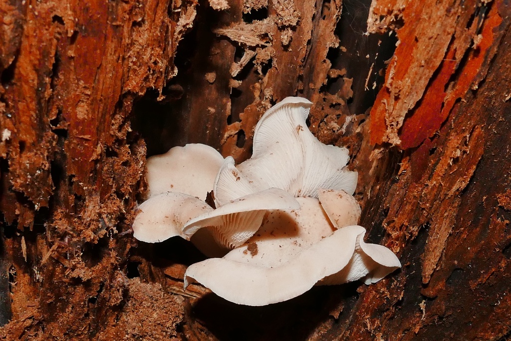bear lentinus in November 2020 by natvik. Finely sawtooth gill edges ...