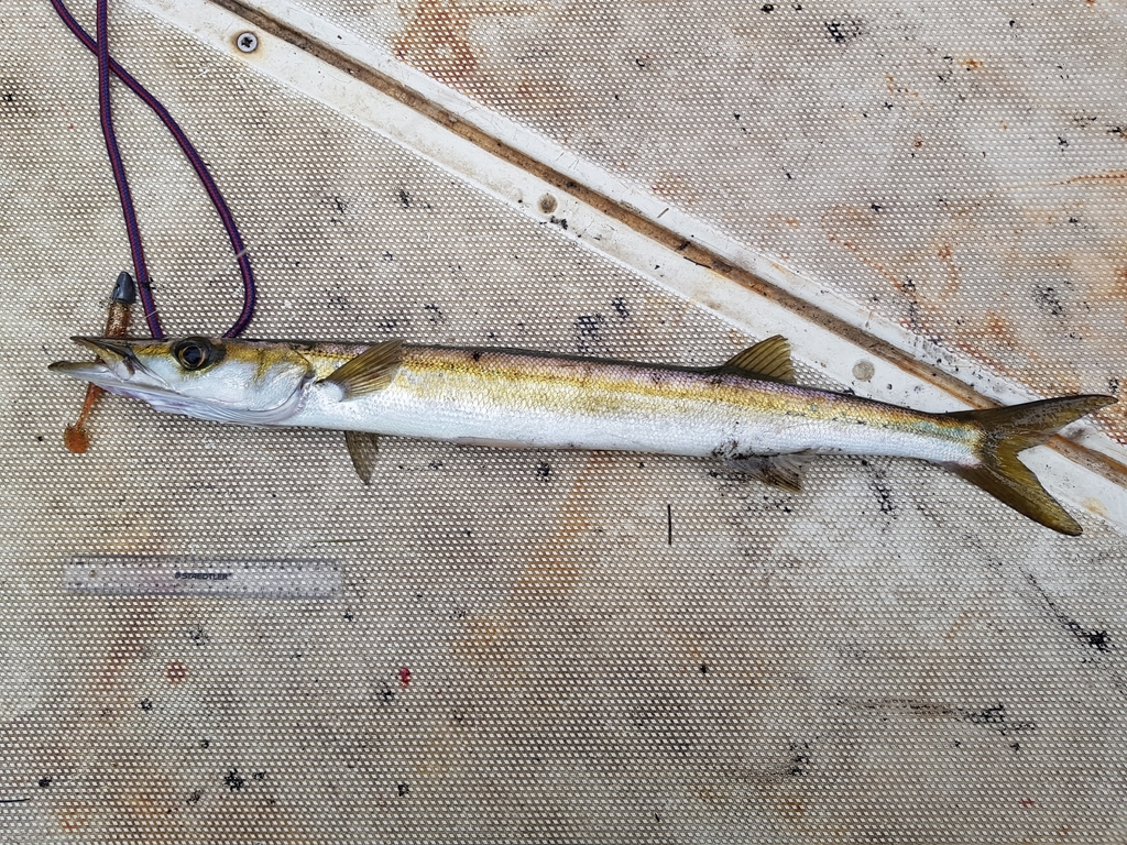 Snook from Victoria, Australia on November 28, 2020 at 10:16 AM by Lek ...