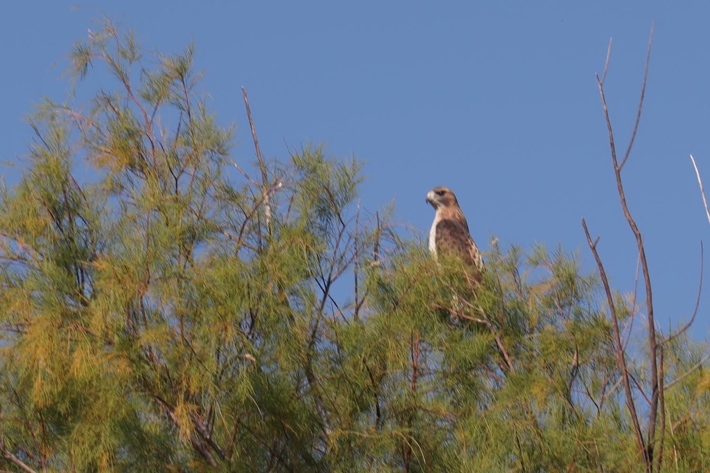 Red-tailed Hawk from Rio Grande, Alpine, TX, US on November 22, 2020 at ...