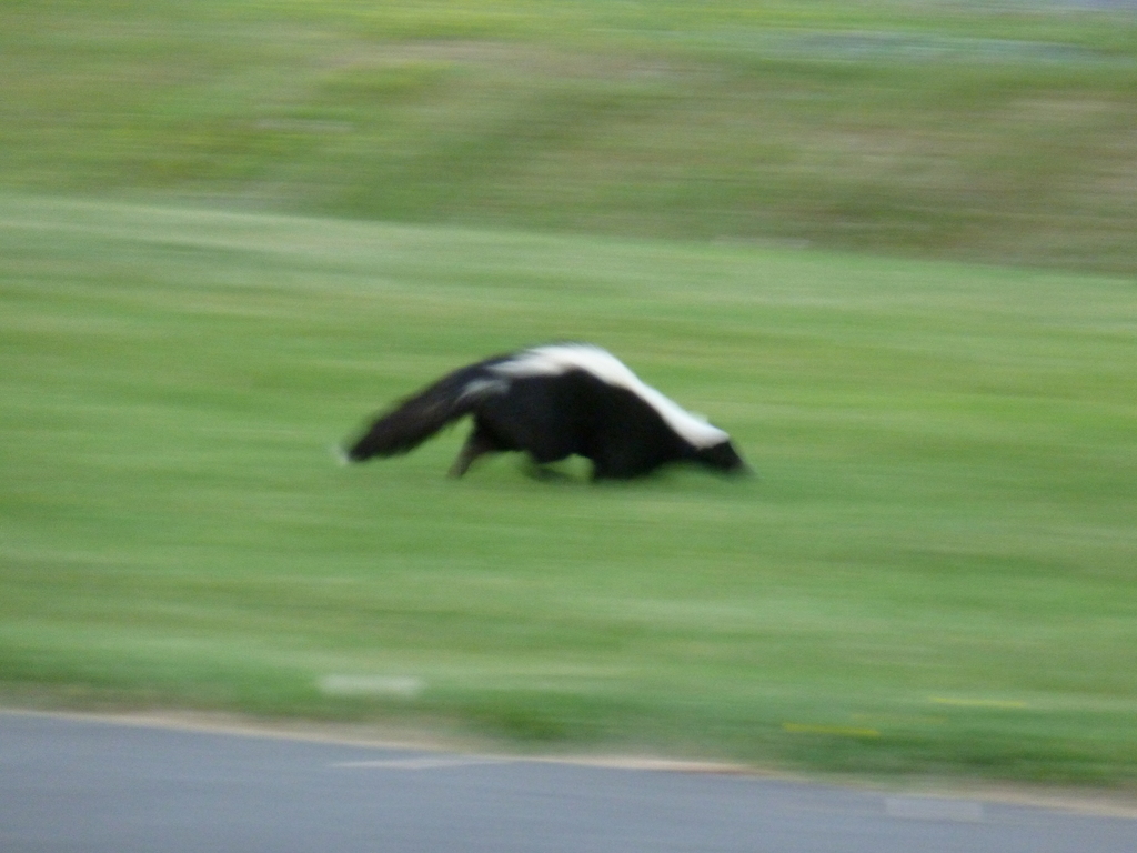 Striped Skunk from Longueuil, QC, Canada on July 11, 2015 at 08:12 PM ...