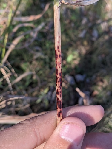 bacterial leaf stripe of sorghum and corn (Burkholderia andropogonis ...