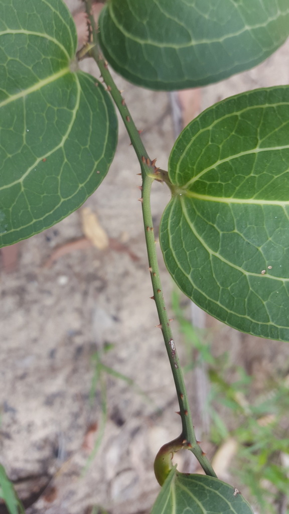 Austral Sarsaparilla from Blue Mountains, NSW, Australia on November 25, 2020 at 12:53 PM by ...