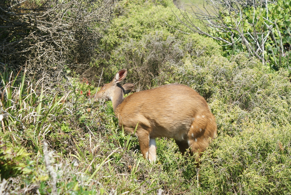 Southern Bushbuck from Tsitsikamma, South Africa on January 11, 2015 at ...