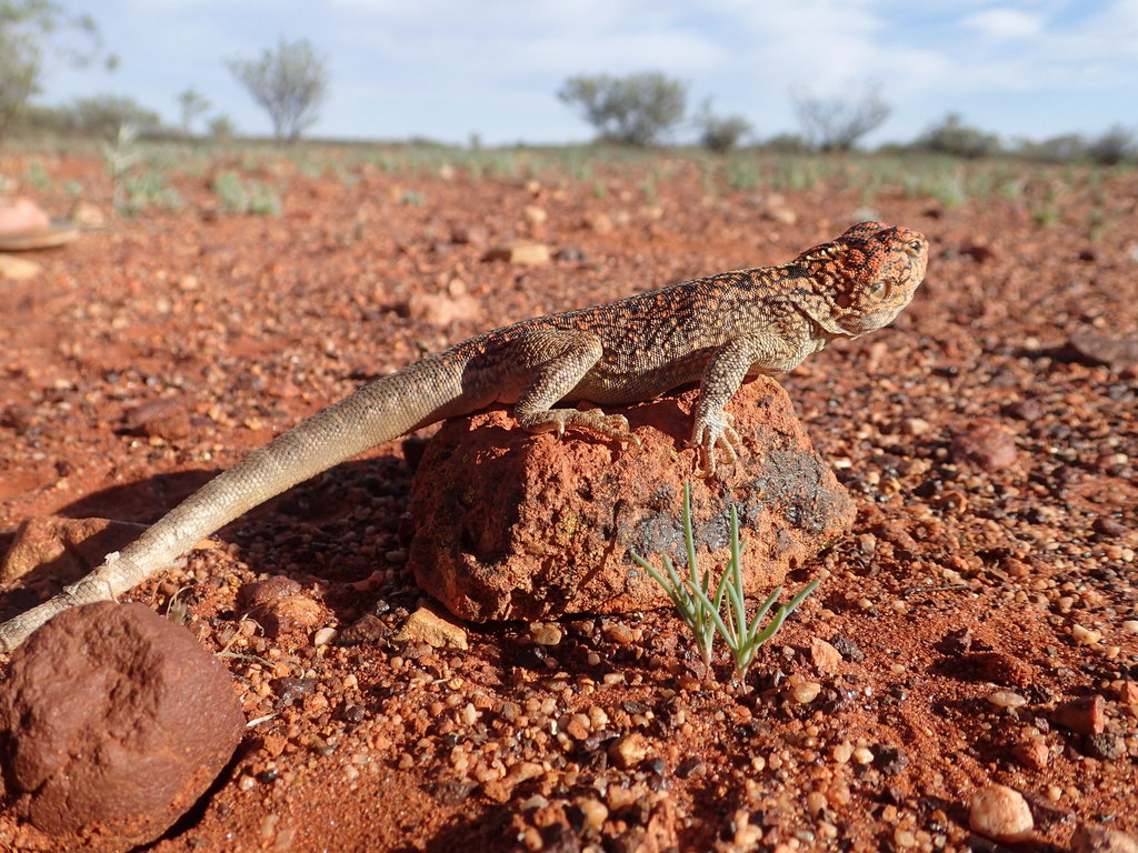 Western Netted Dragon from Welbourn Hill SA 5724, Australia on November ...