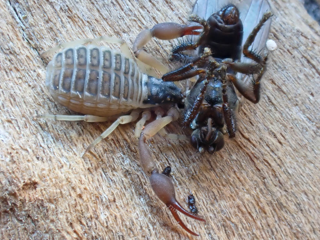 Anchigarypus californicus from Marin County, CA, USA on November 26 ...