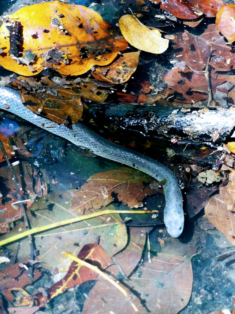 Crab-eating Snake from Pasir Ris Green, Singapore on November 16, 2020 ...