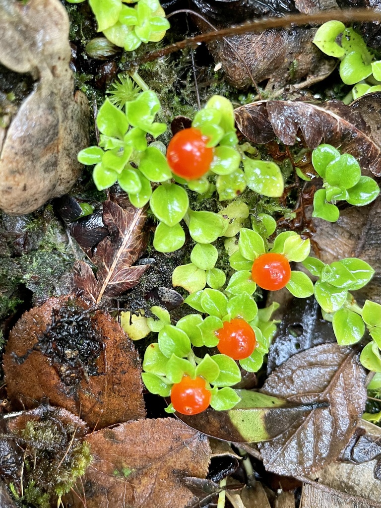 Coralito (Especies Cuenca Rio Frio ) · iNaturalist