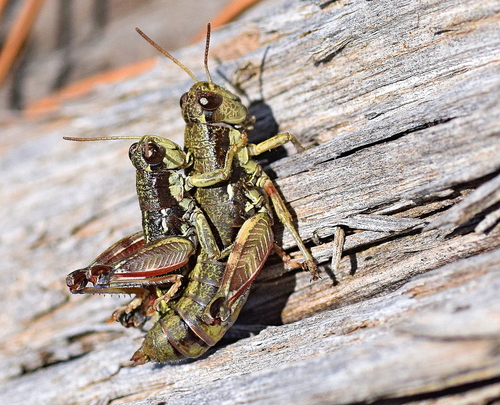 Genus Oropodisma · iNaturalist