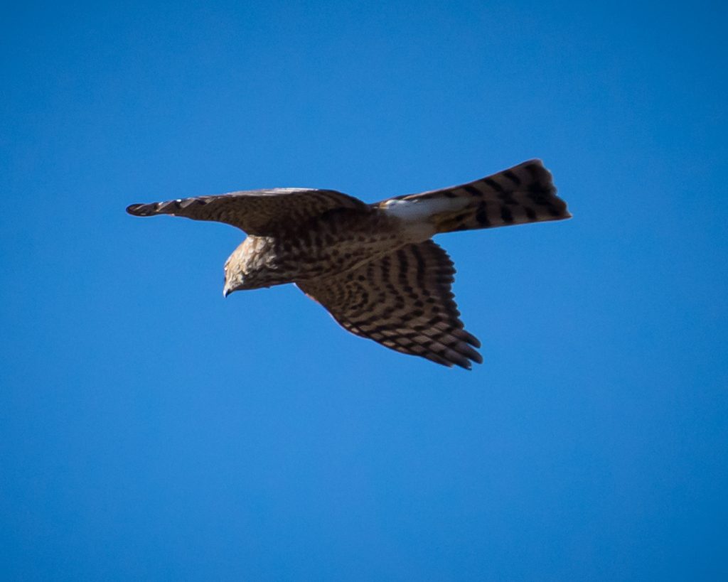 Sharp-shinned Hawk from Shasta County, CA, USA on November 27, 2020 at ...