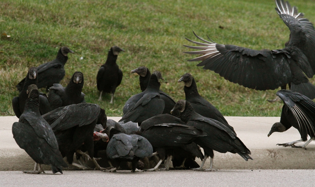Black Vulture from Oxford, OH 45056, USA on November 27, 2020 at 05:26 ...