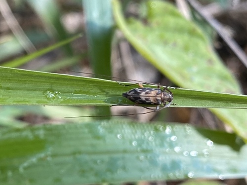 Lepturges inscriptus · iNaturalist