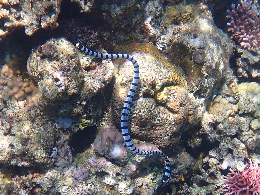Yellow-lipped Sea Krait (Laticauda colubrina) - Snakes and Lizards