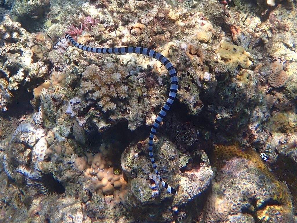 Yellow-lipped Sea Krait (Laticauda colubrina) - Snakes and Lizards