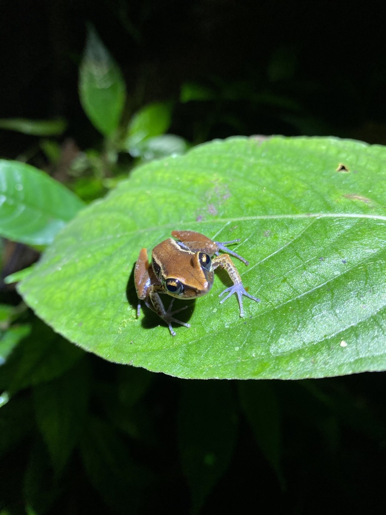 Ground Coqui in November 2020 by angelrios8 · iNaturalist
