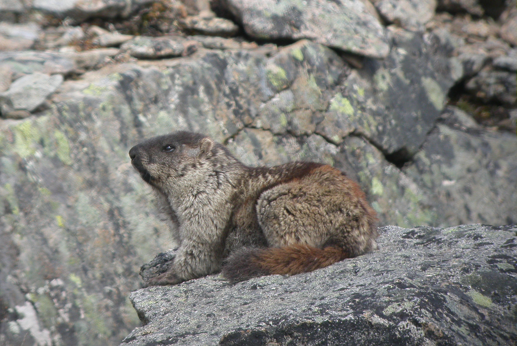 Alaska Marmot (Marmota broweri) - Know Your Mammals