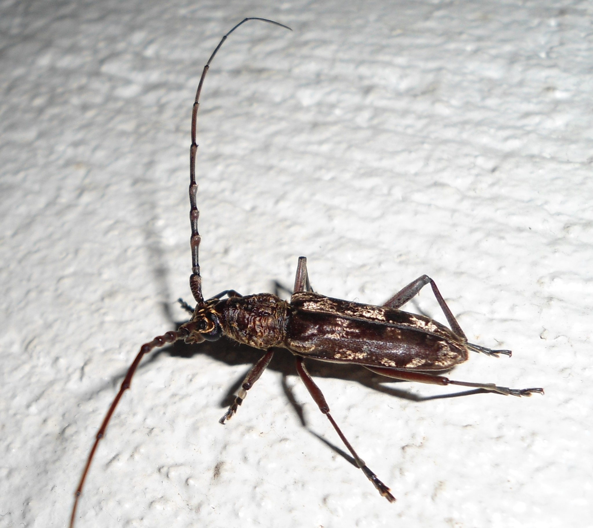 Trirachys Hope, 1843