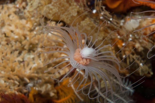 pink-hearted hydroid (Hydroids of Australia) · iNaturalist