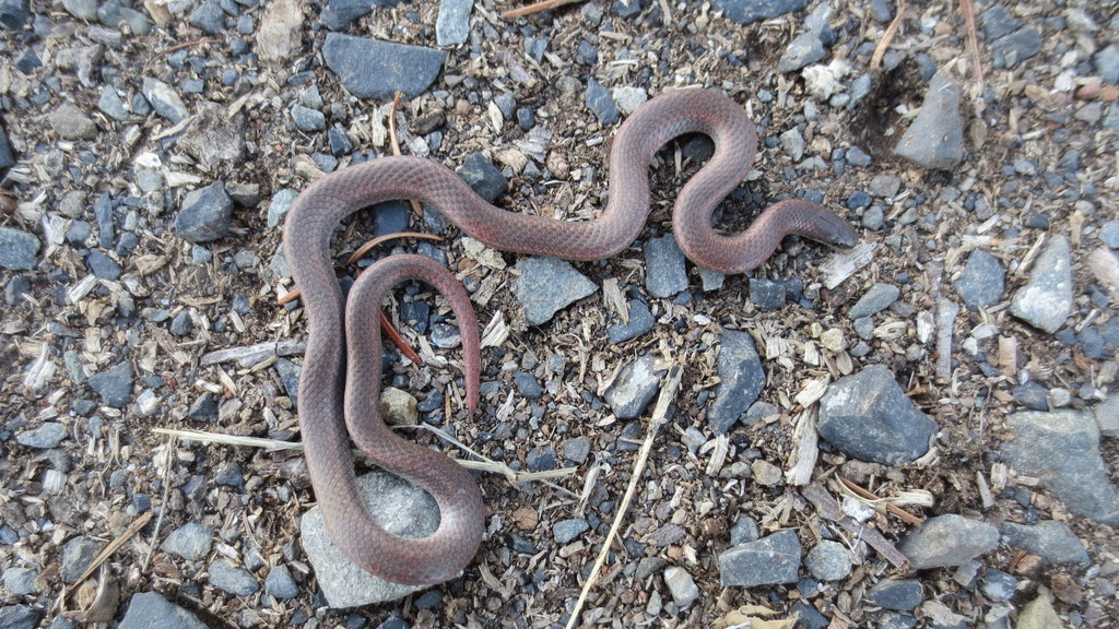 Sharp-tailed Snake in November 2020 by sf_angler. Healdsburg, CA ...