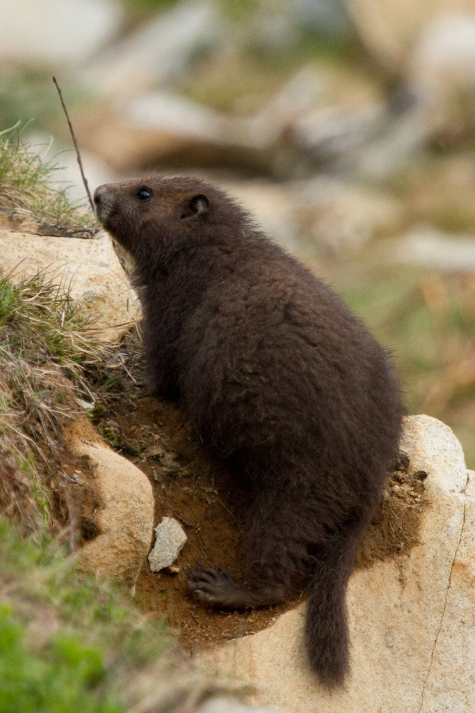 North American Mountain Marmots (Petromarmota) - Know Your Mammals