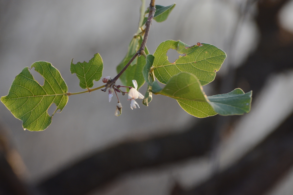 Ujjain Desmodium Tree from Mahuli, Maharashtra 421601, India on March 8 ...