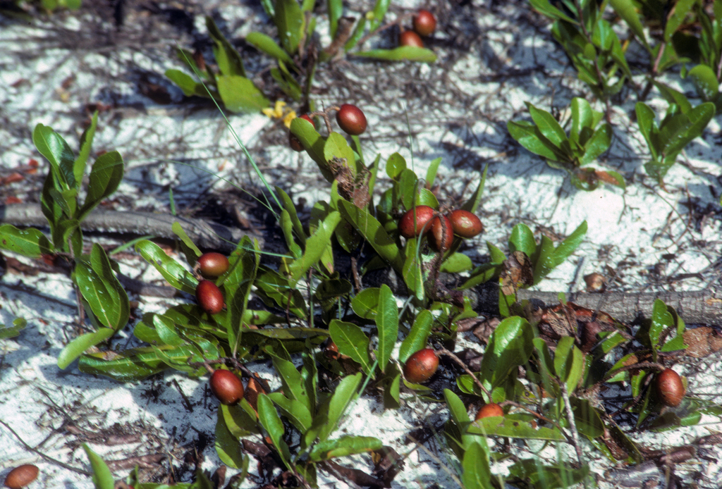 Gopher apple (Geobalanus oblongifolius) - Botanical Realm